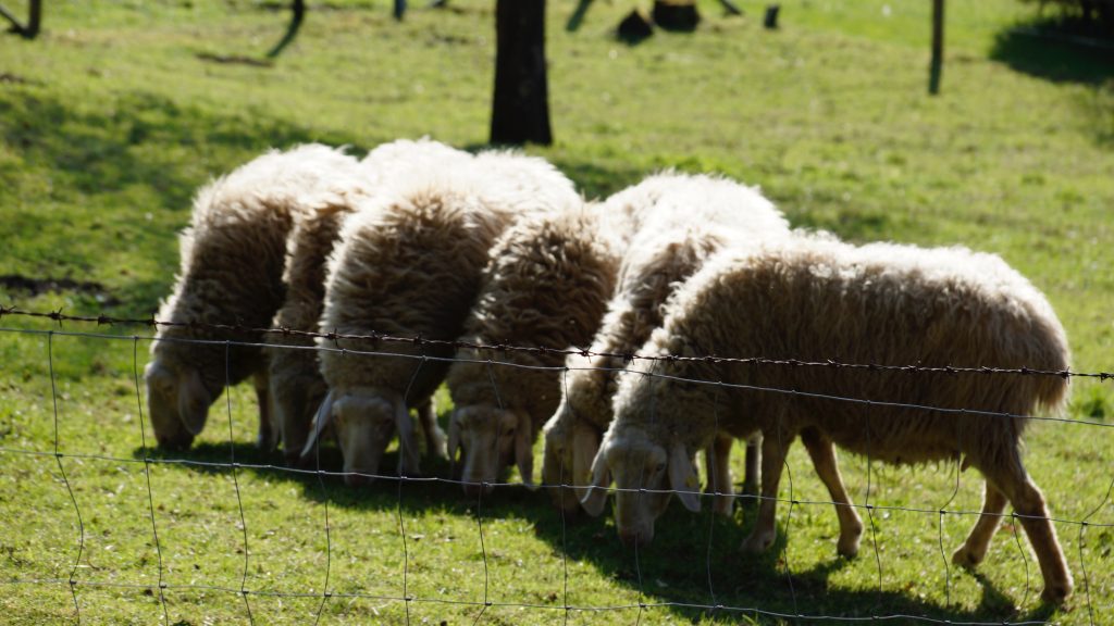 Tiere essen - Richard David Precht