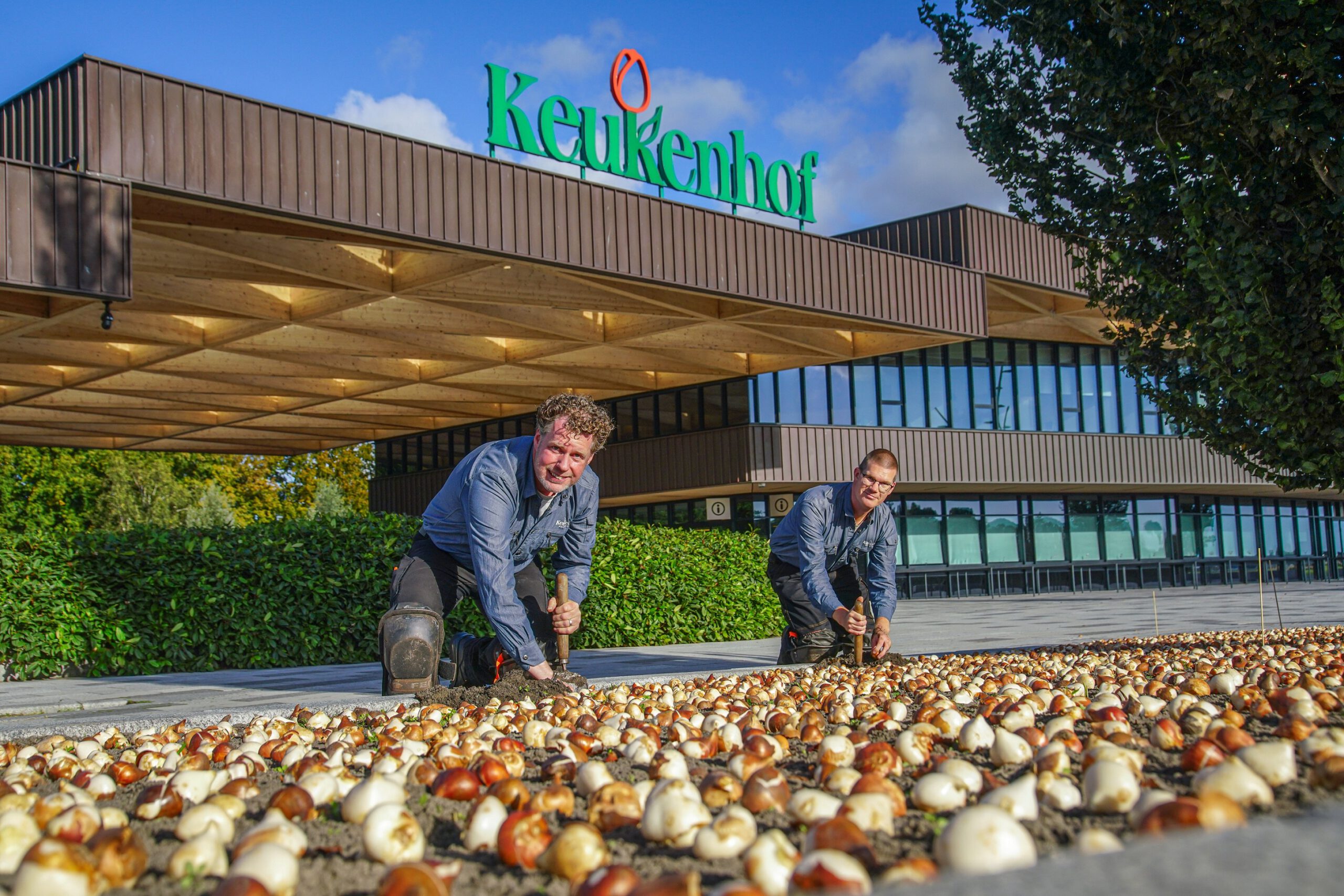Keukenhof-Gärtner pflanzen die ersten Blumenzwiebeln der Saison